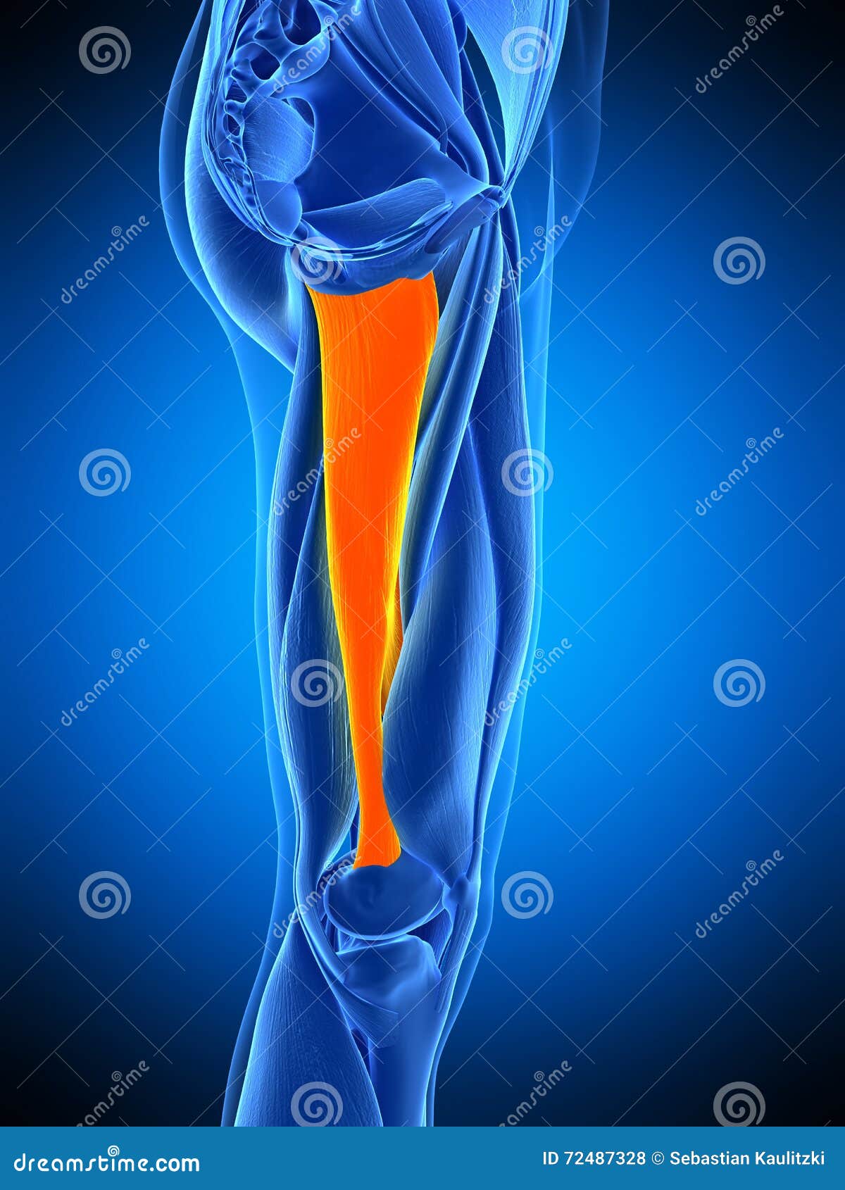 Magnus adduttore illustrazione di stock. Illustrazione di biologia ...