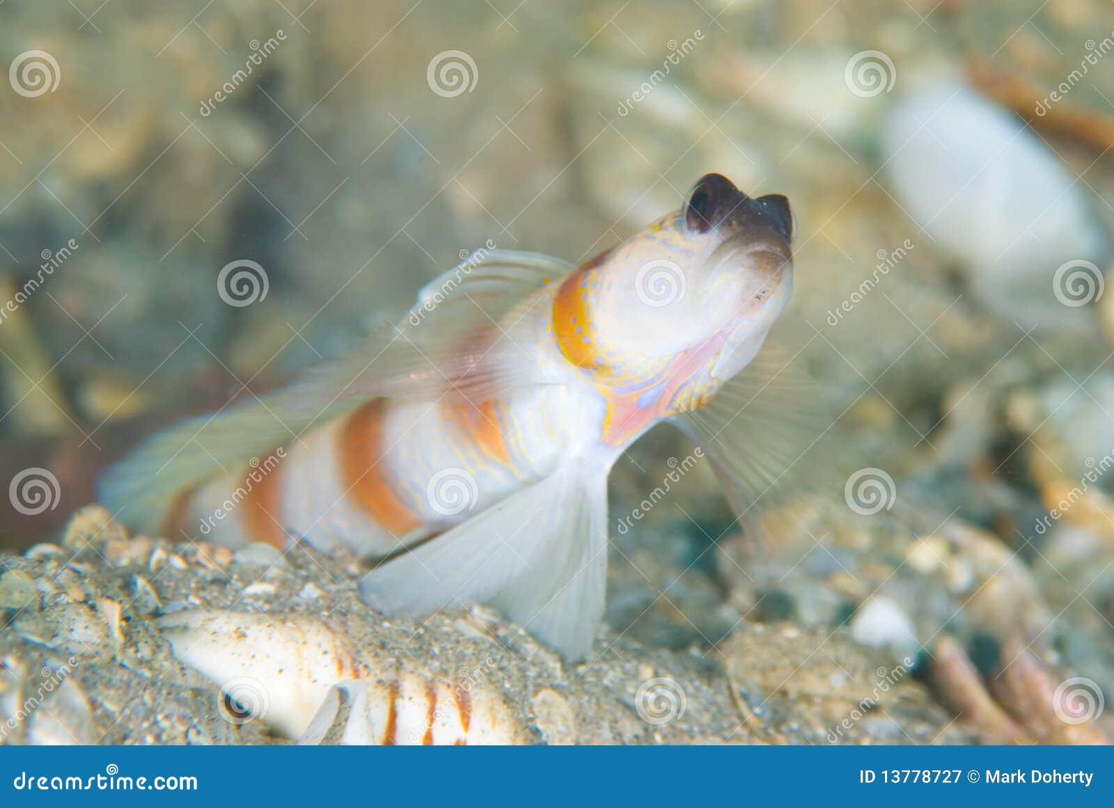 Magnus shrimp goby stock image. Image of underwater, sungami - 13778727