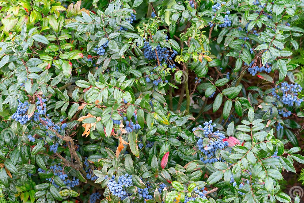 Magonia fruit on the bush. stock image. Image of colorful - 129205777