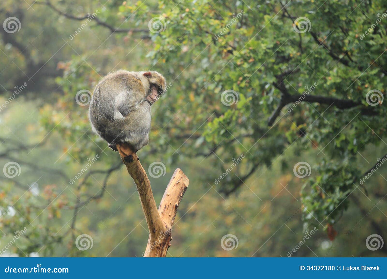 Magot stock photo. Image of mammal, magot, nature, sylvanus - 34372180