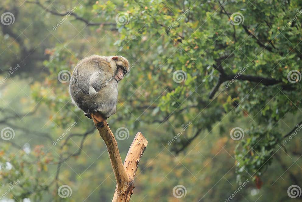 Magot stock photo. Image of mammal, magot, nature, sylvanus - 34372180