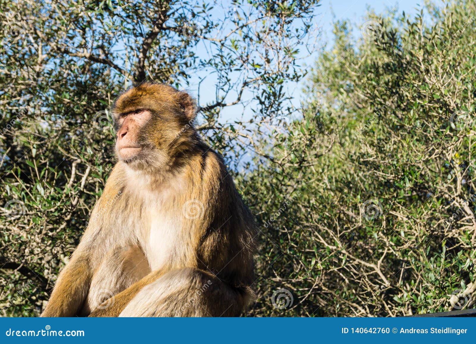 Barbary Monkeys Sylvanus Macaca Stock Photo - Image of macaque, cliff ...
