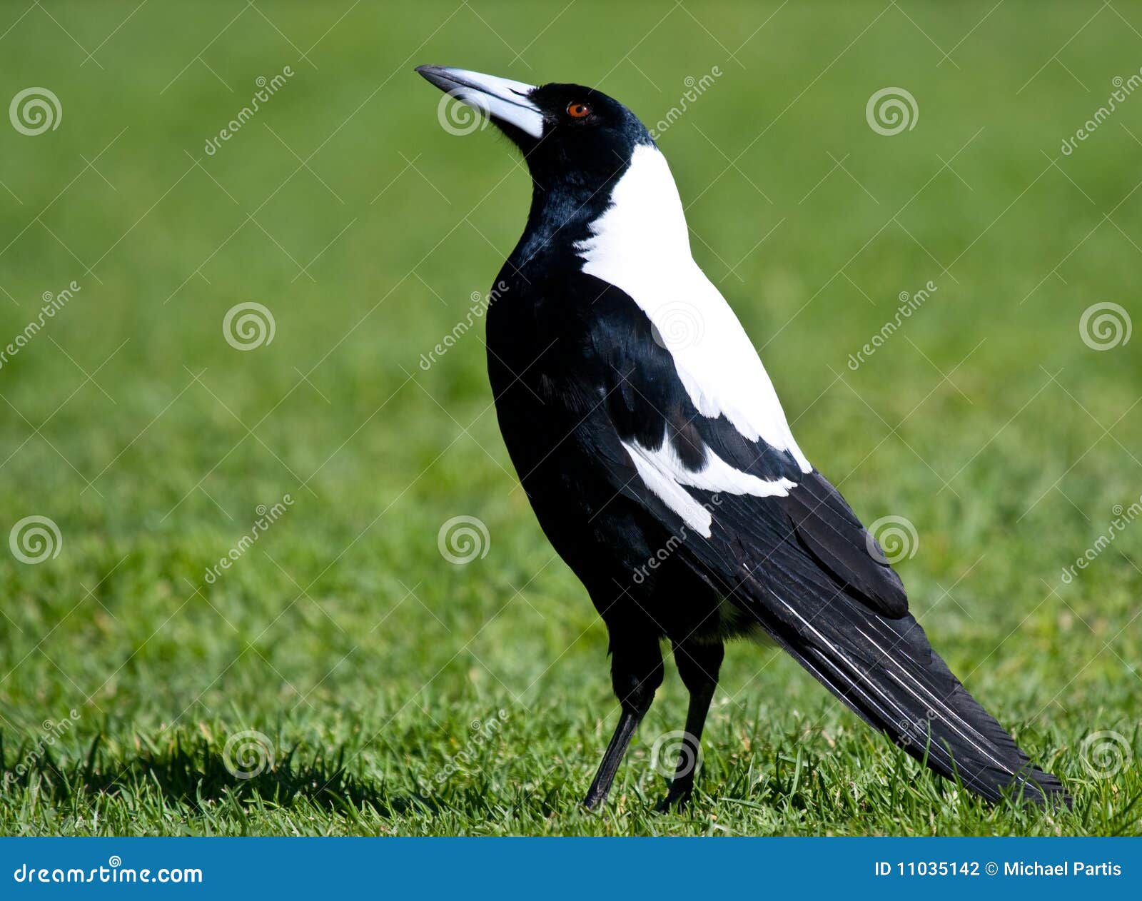 Magpie stock photo. Image of australia, white, tibicen - 11035142