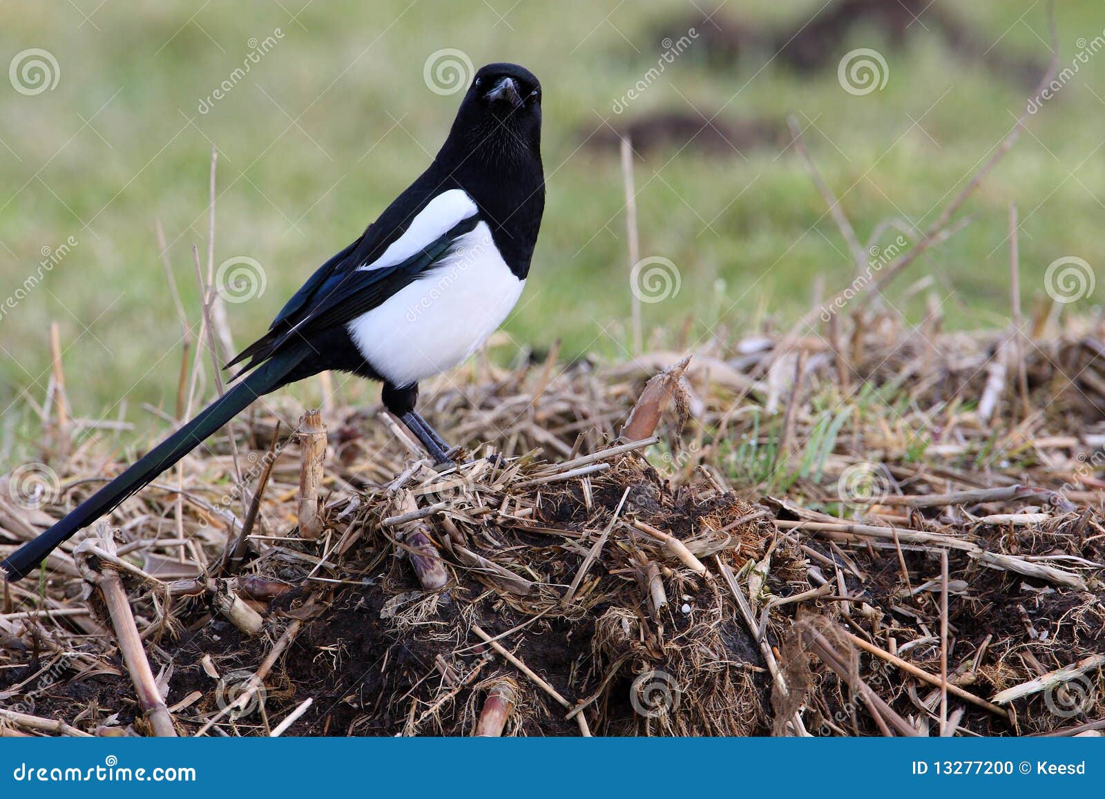 Magpie stock photo. Image of wing, magpie, pica, dark - 13277200