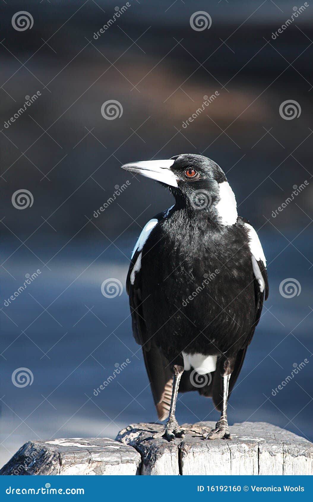 Magpie stock photo. Image of environment, coastal, native - 16192160