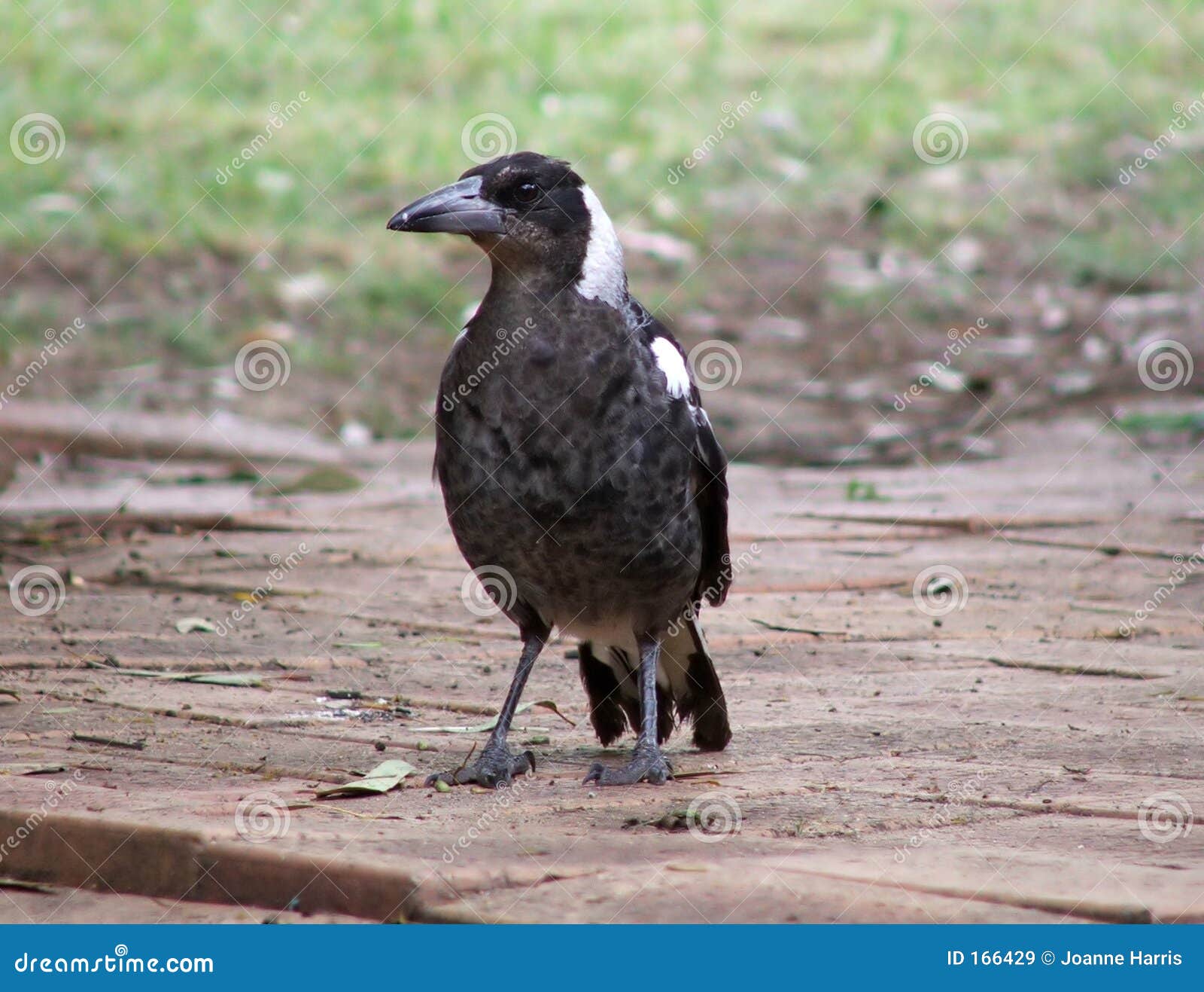 Magpie stock image. Image of beak, standing, white, feather - 166429