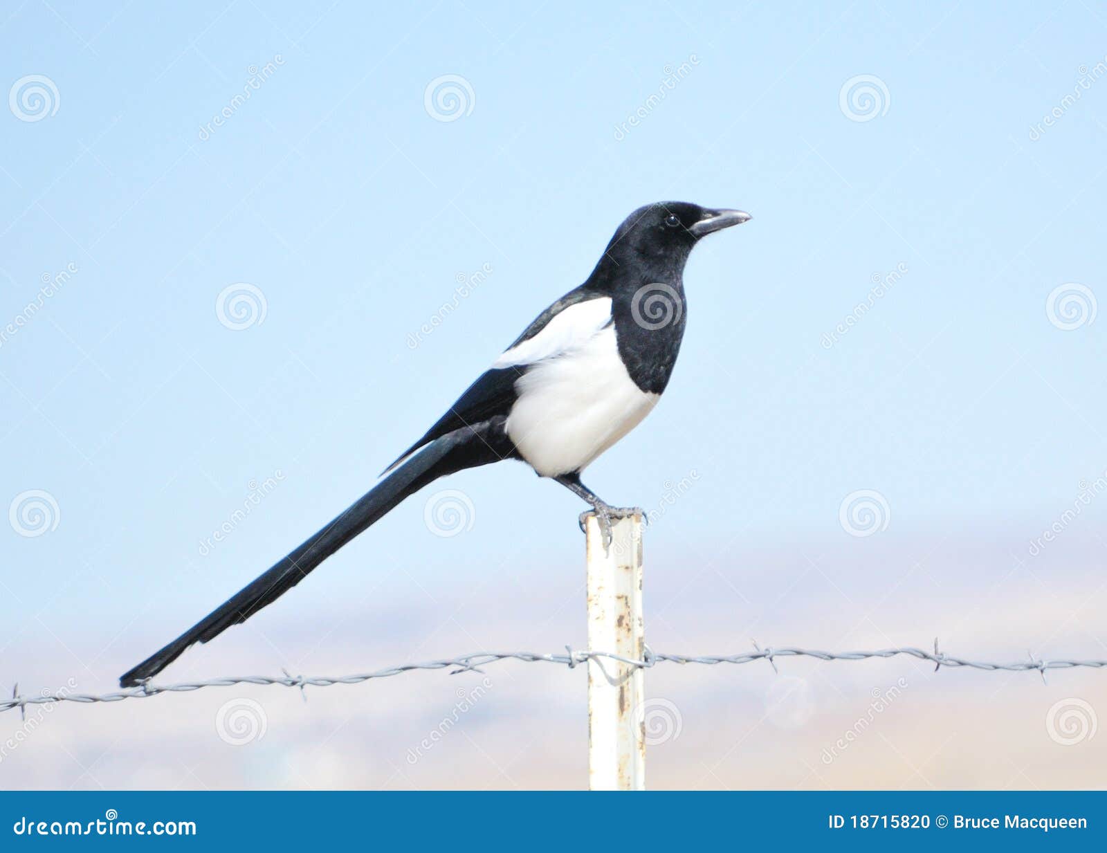 Magpie stock photo. Image of nature, perched, wildlife - 18715820
