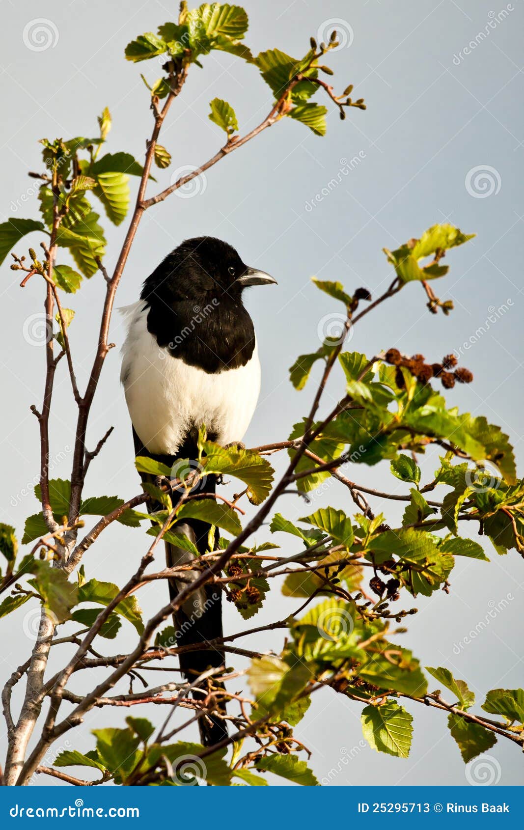 Magpie stock image. Image of corvidae, branch, white - 25295713