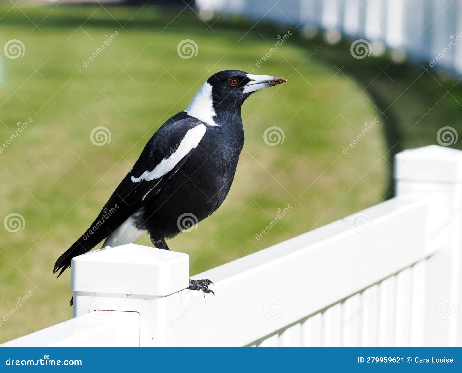 Magpie Standing on White Fence Stock Image - Image of claws, birds ...