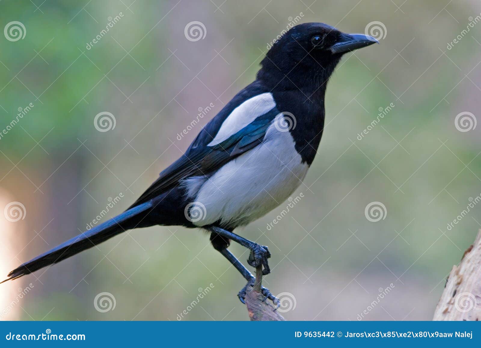 Magpie stock photo. Image of nature, animal, forest, small - 9635442