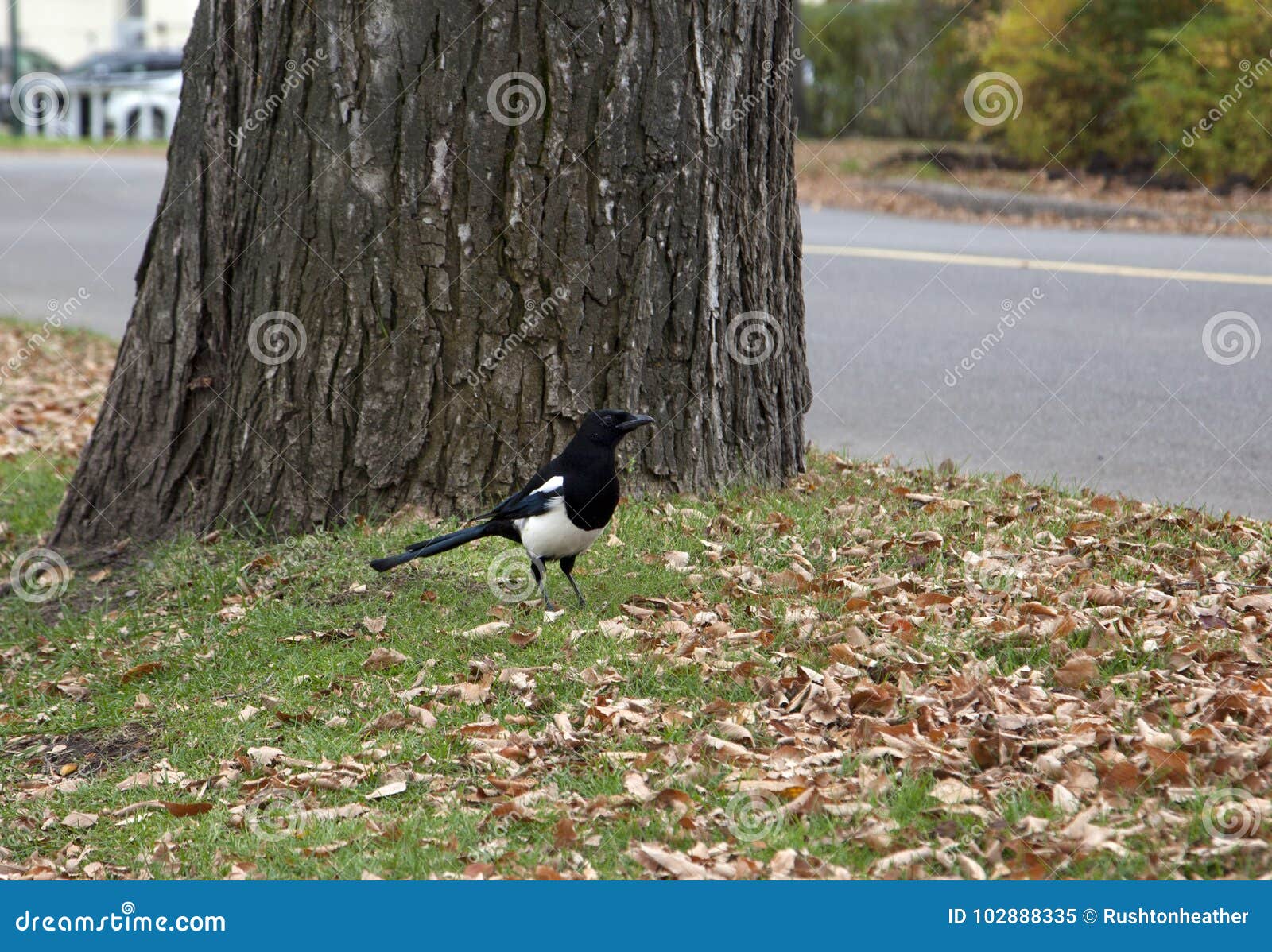 Magpie in autumn stock image. Image of autumn, beak - 102888335
