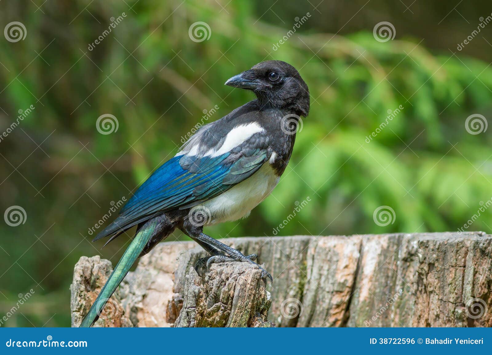 Magpie stock photo. Image of portrait, blue, beauty, green - 38722596