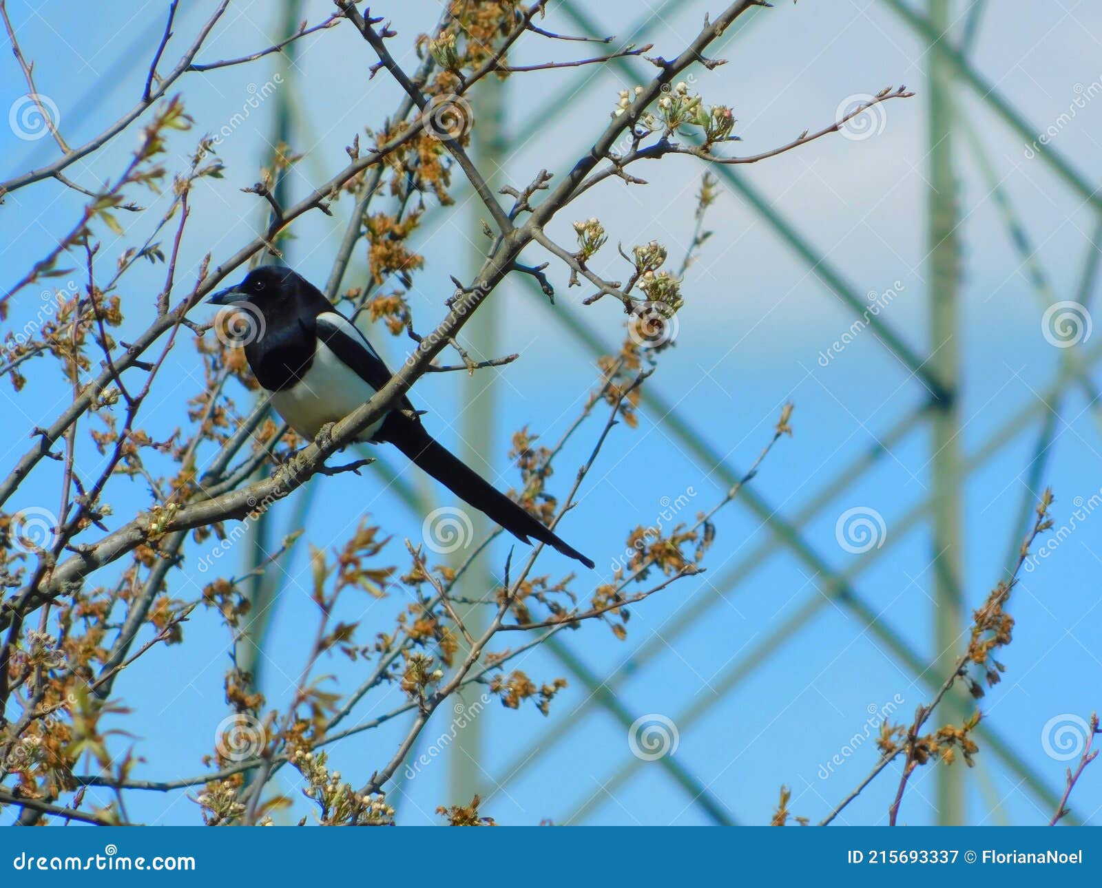 A magpie on a branch stock image. Image of branch, twig - 215693337