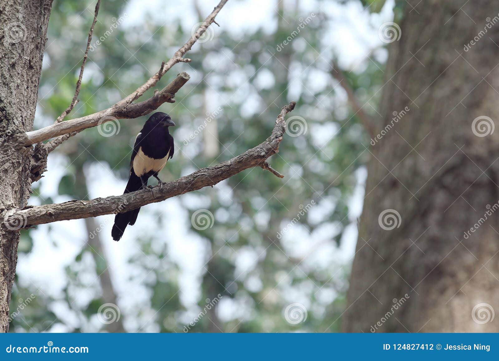 Magpie bird on the branch stock photo. Image of design - 124827412