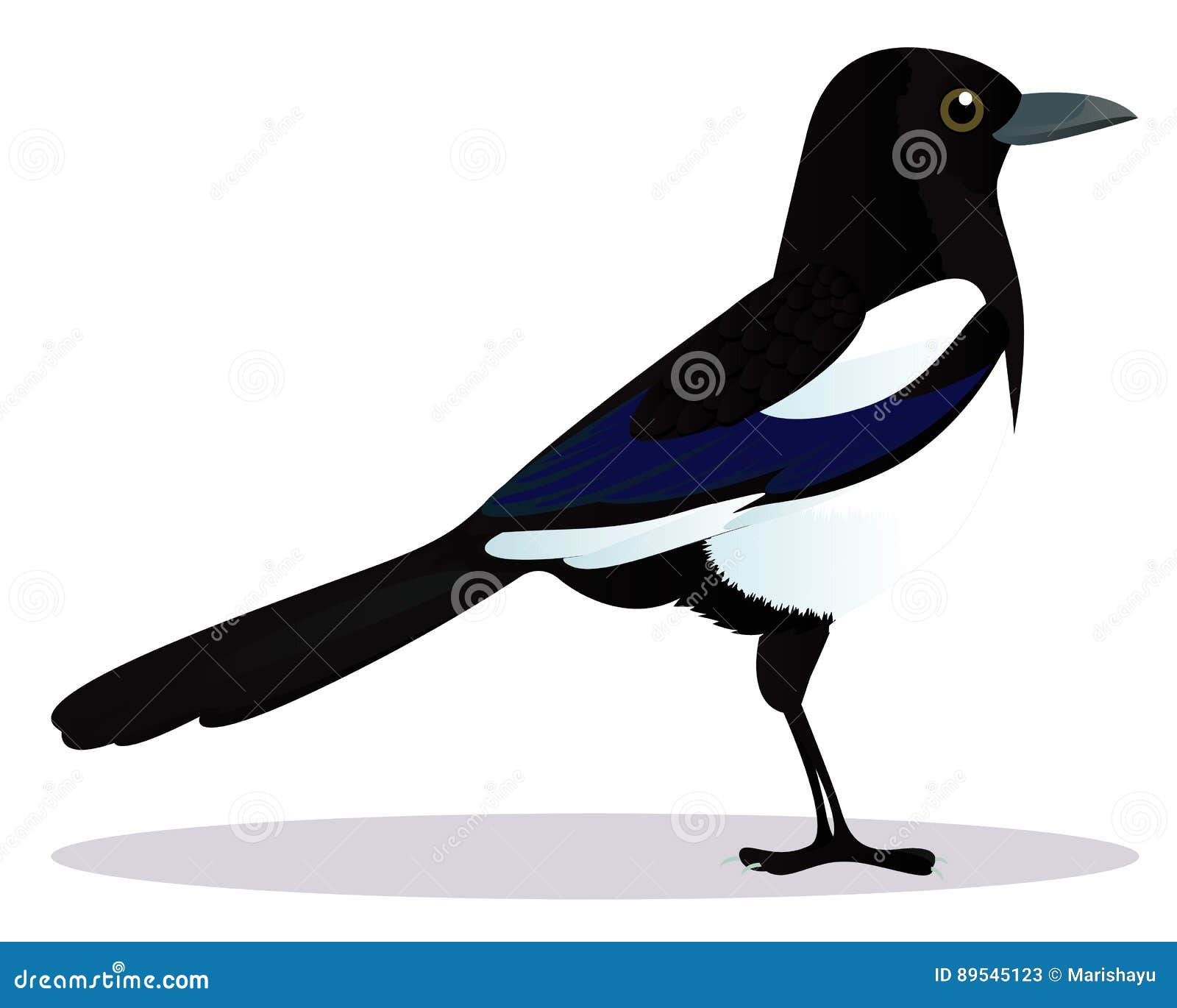 Magpie bird stock vector. Illustration of feather, nature - 89545123
