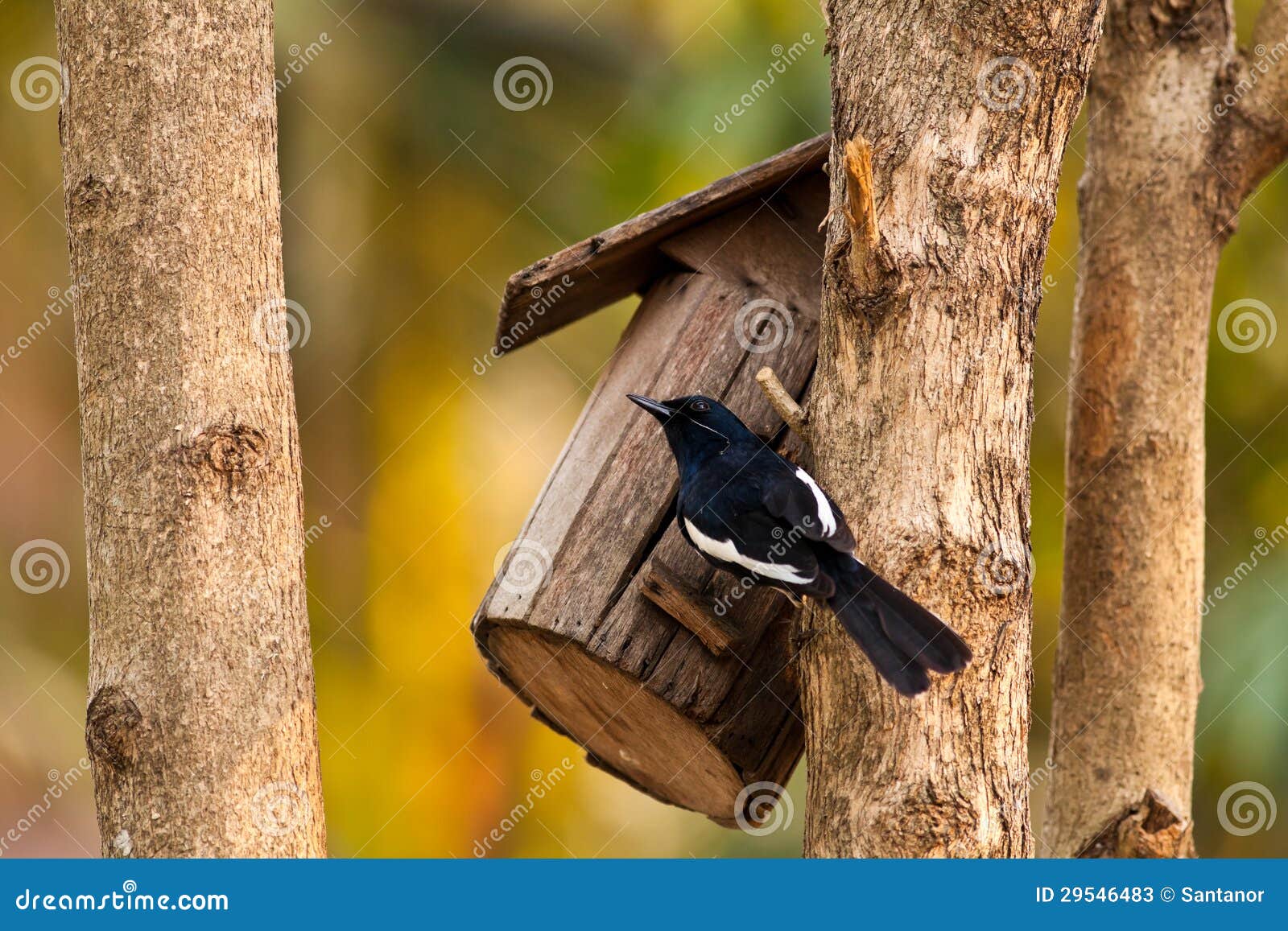 Magpie at the bird house stock image. Image of feather - 29546483