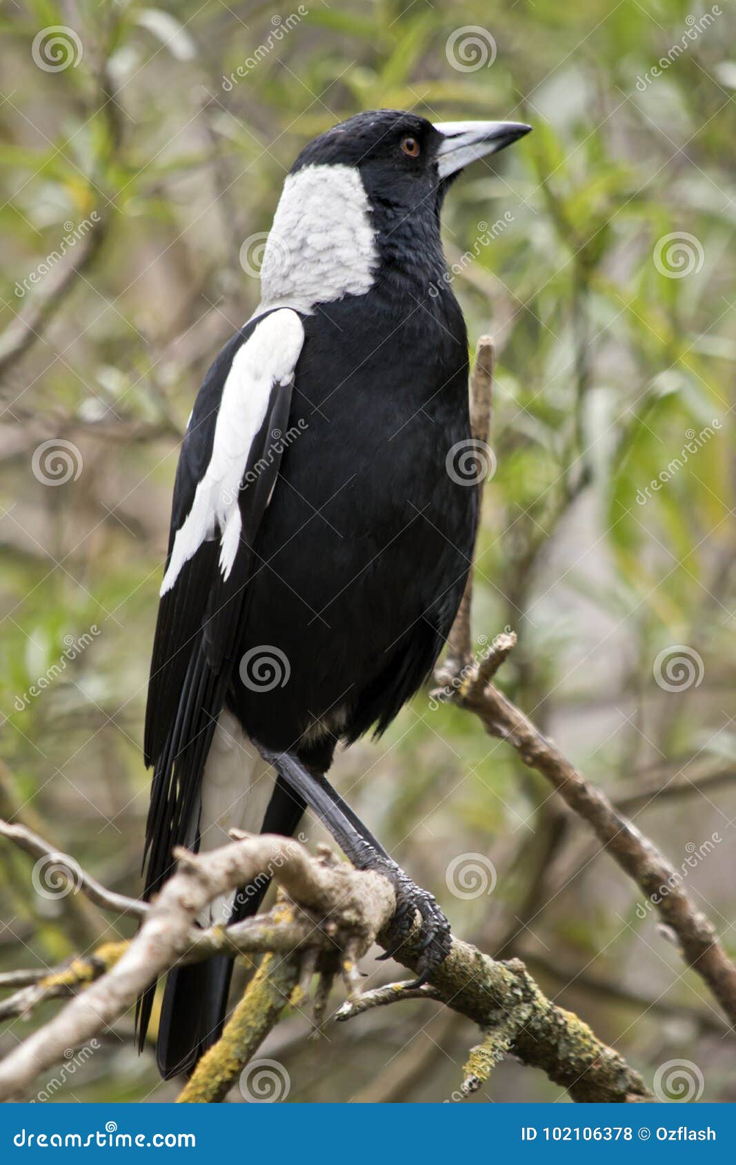 Magpie bird stock photo. Image of australia, claws, eyes - 102106378