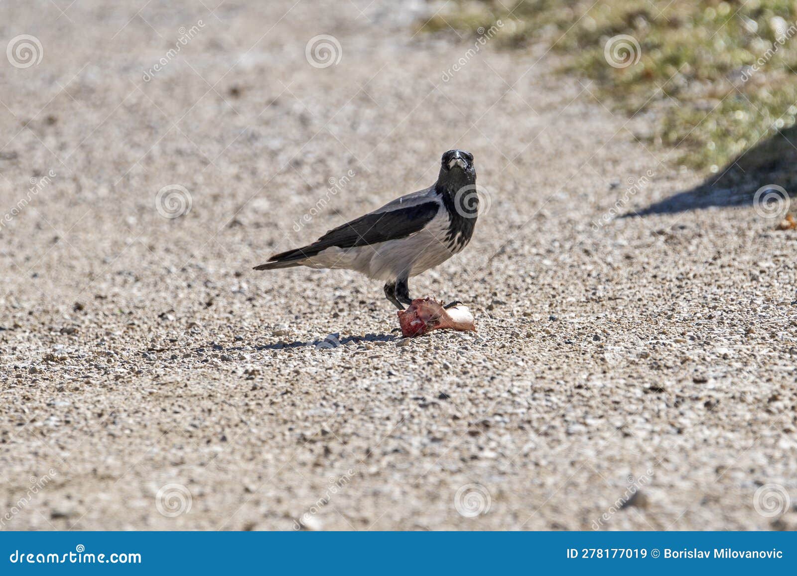 Magpie bird at the road stock image. Image of flight - 278177019