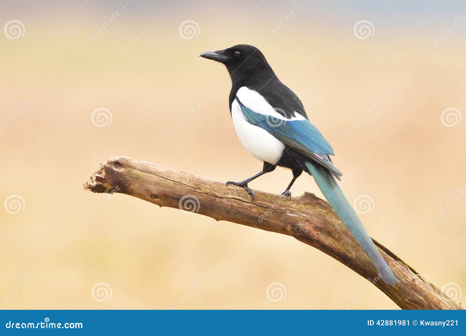 Magpie stock image. Image of european, natural, magpie - 42881981