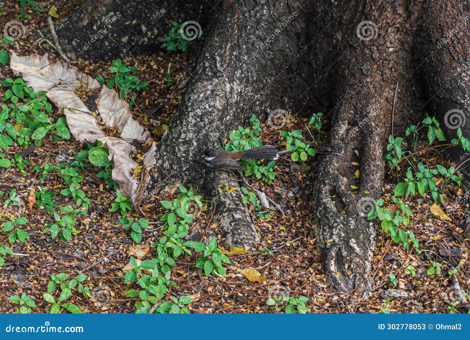 Magpie Bird Sitting on a Roots of a Tree at Makut Rommayasaran Park ...