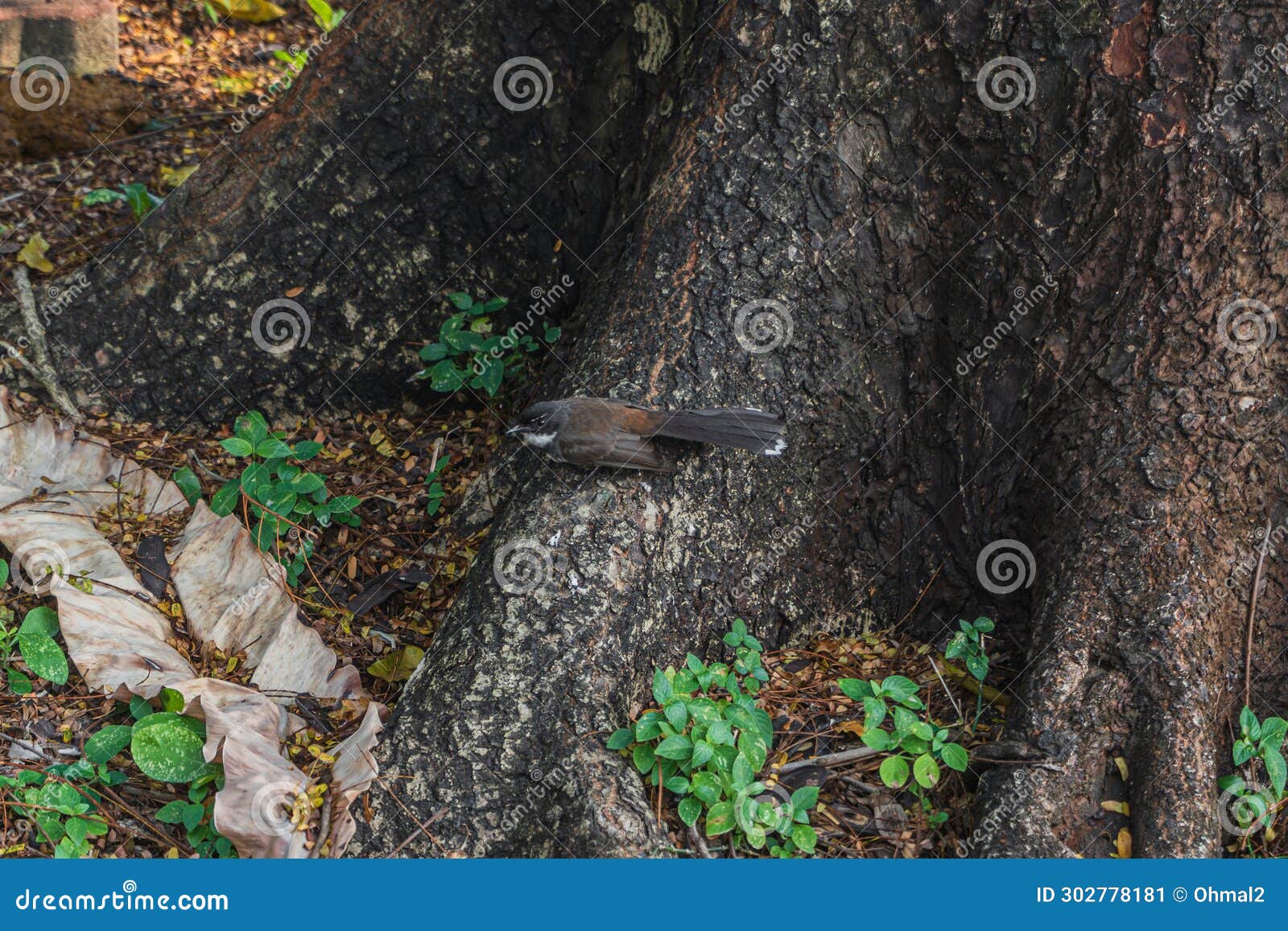 Magpie Bird Sitting on a Roots of a Tree at Makut Rommayasaran Park ...