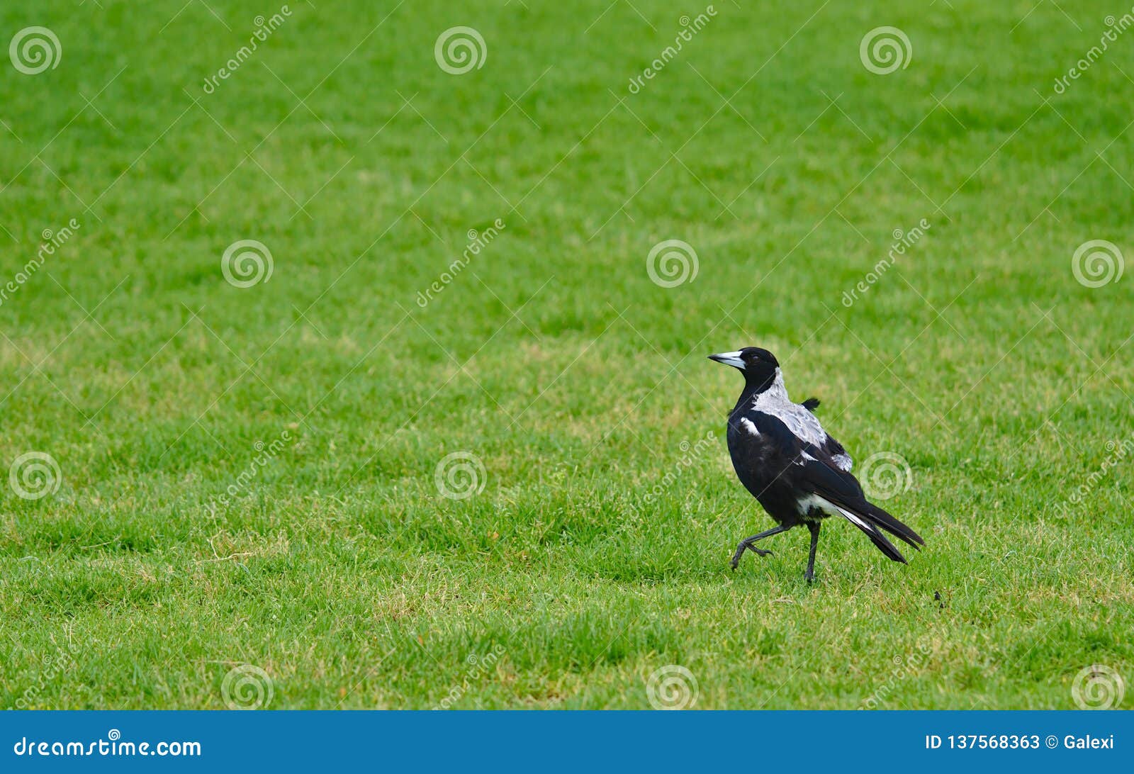 Magpie Bird Standing on Green Grass Stock Image - Image of feathers ...