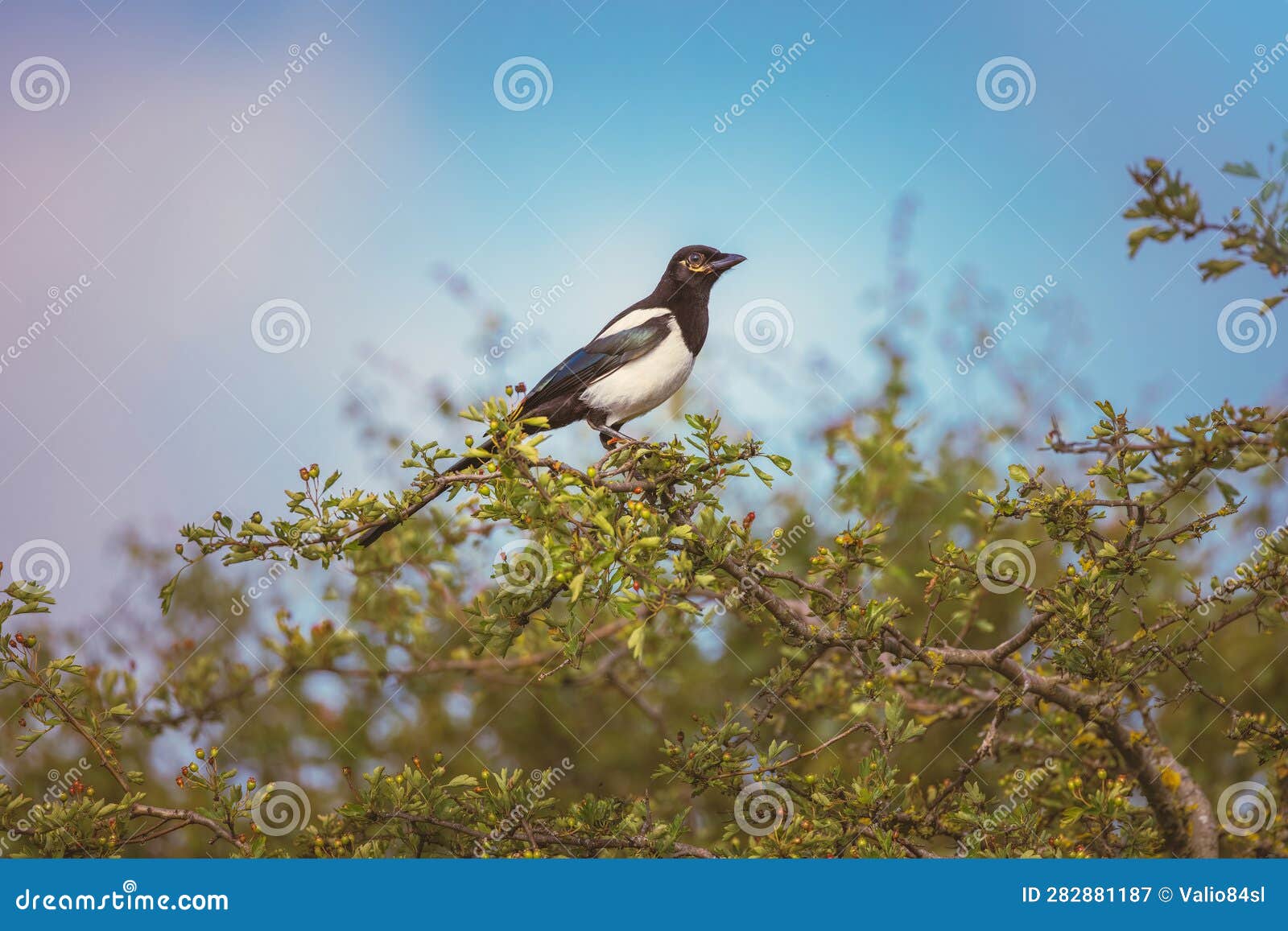 Magpie Bird Standing on a Tree Branch Stock Image - Image of ...