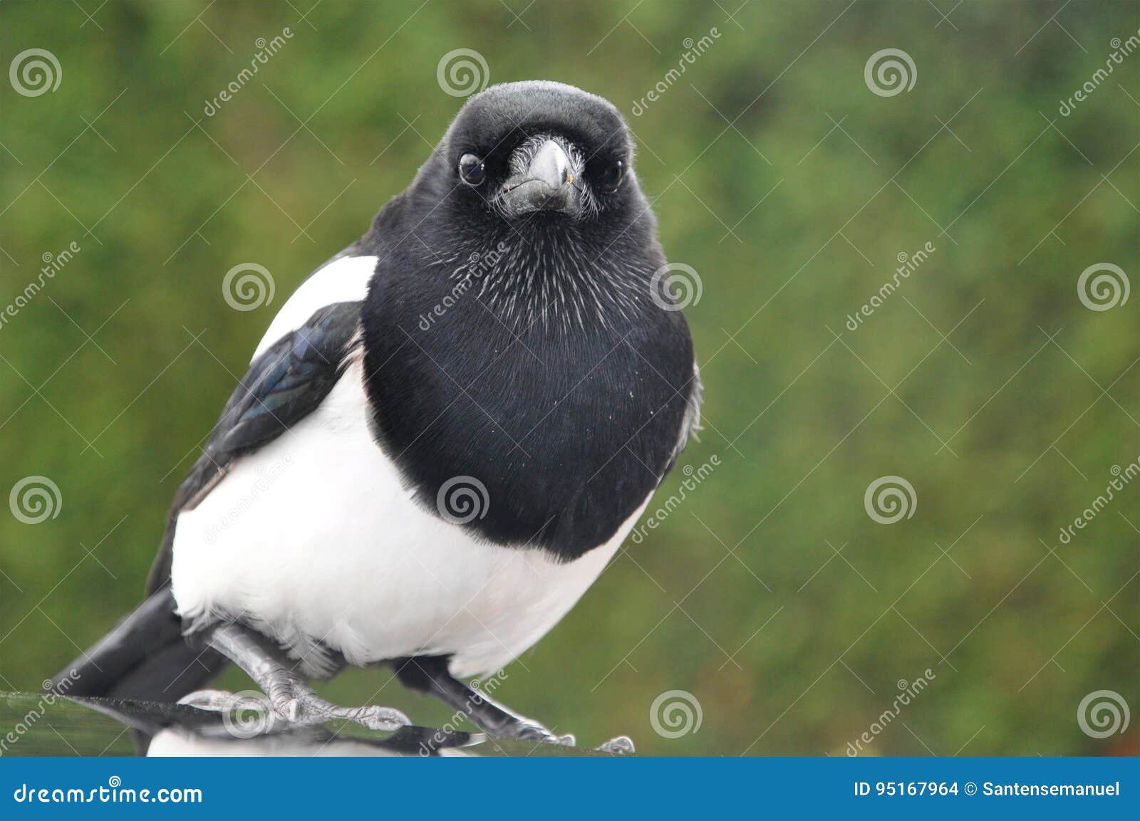 Magpie bird staring stock photo. Image of blue, vertebrate - 95167964