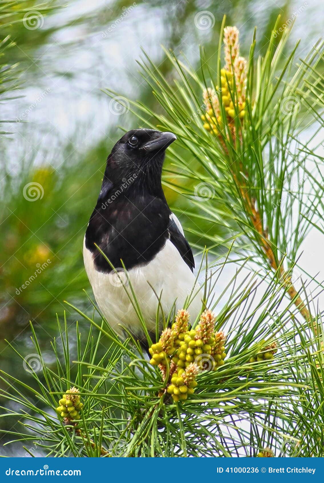 Magpie bird stock photo. Image of wildlife, bird, magpie - 41000236