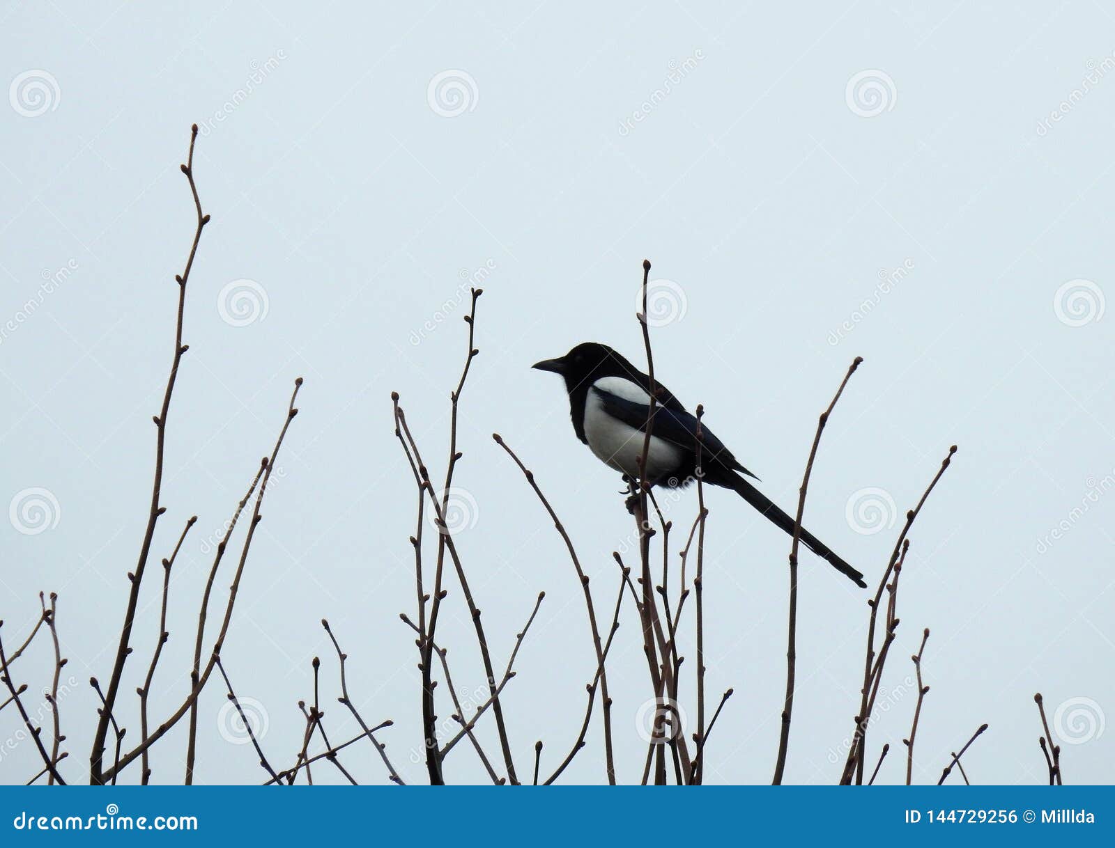 Magpie Bird on Tree Branch, Lithuania Stock Photo - Image of nature ...