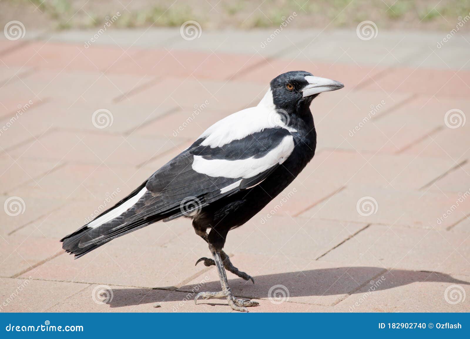 The Magpie is a Black and White Bird with Brown Eyes Stock Photo ...