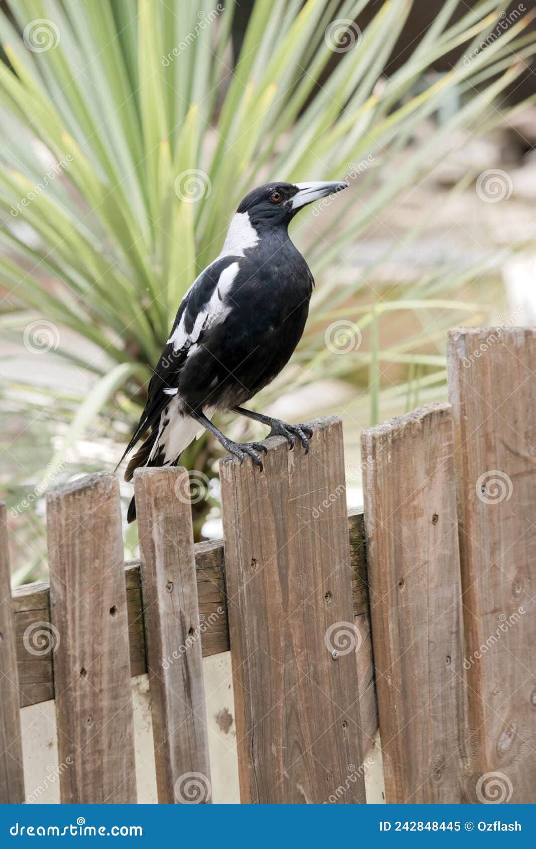 The Magpie is a Black and White Preditor Bird Stock Image - Image of ...