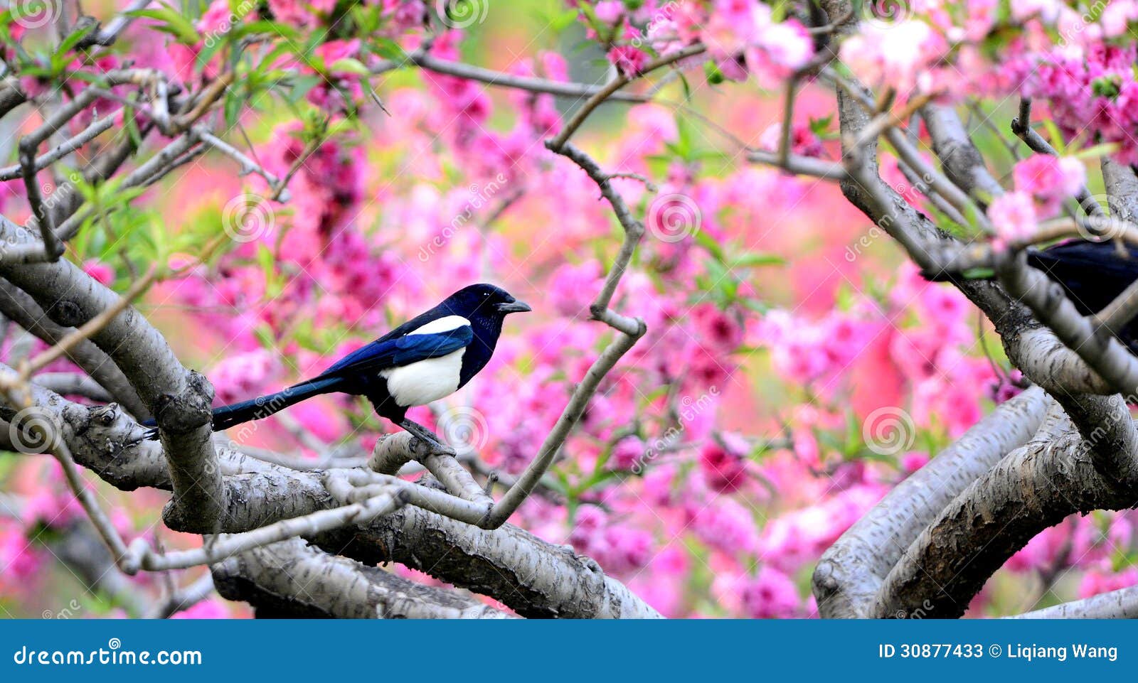 Magpie on branch stock image. Image of flowers, birds - 30877433