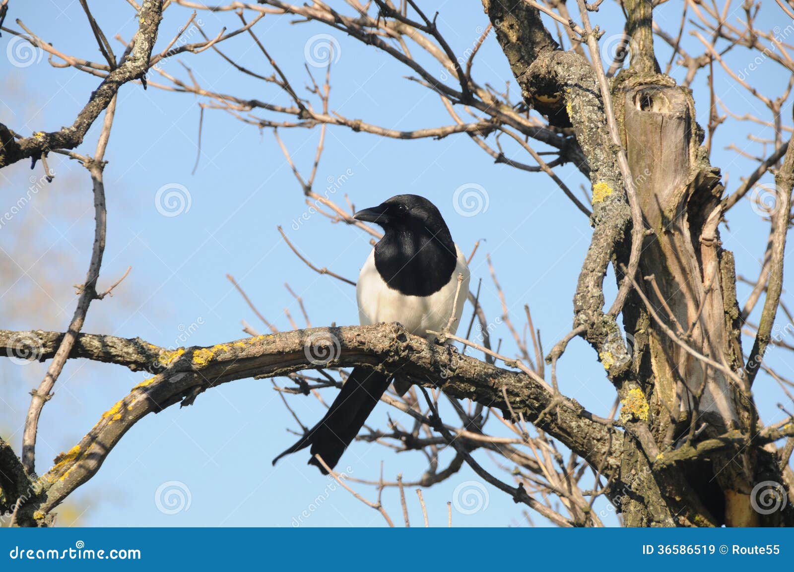 Magpie on a branch stock image. Image of bird, wild, detail - 36586519