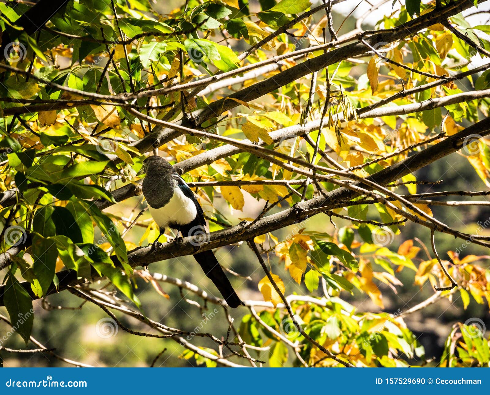 Magpie in Branches of an Autumn Tree Stock Photo - Image of profile ...