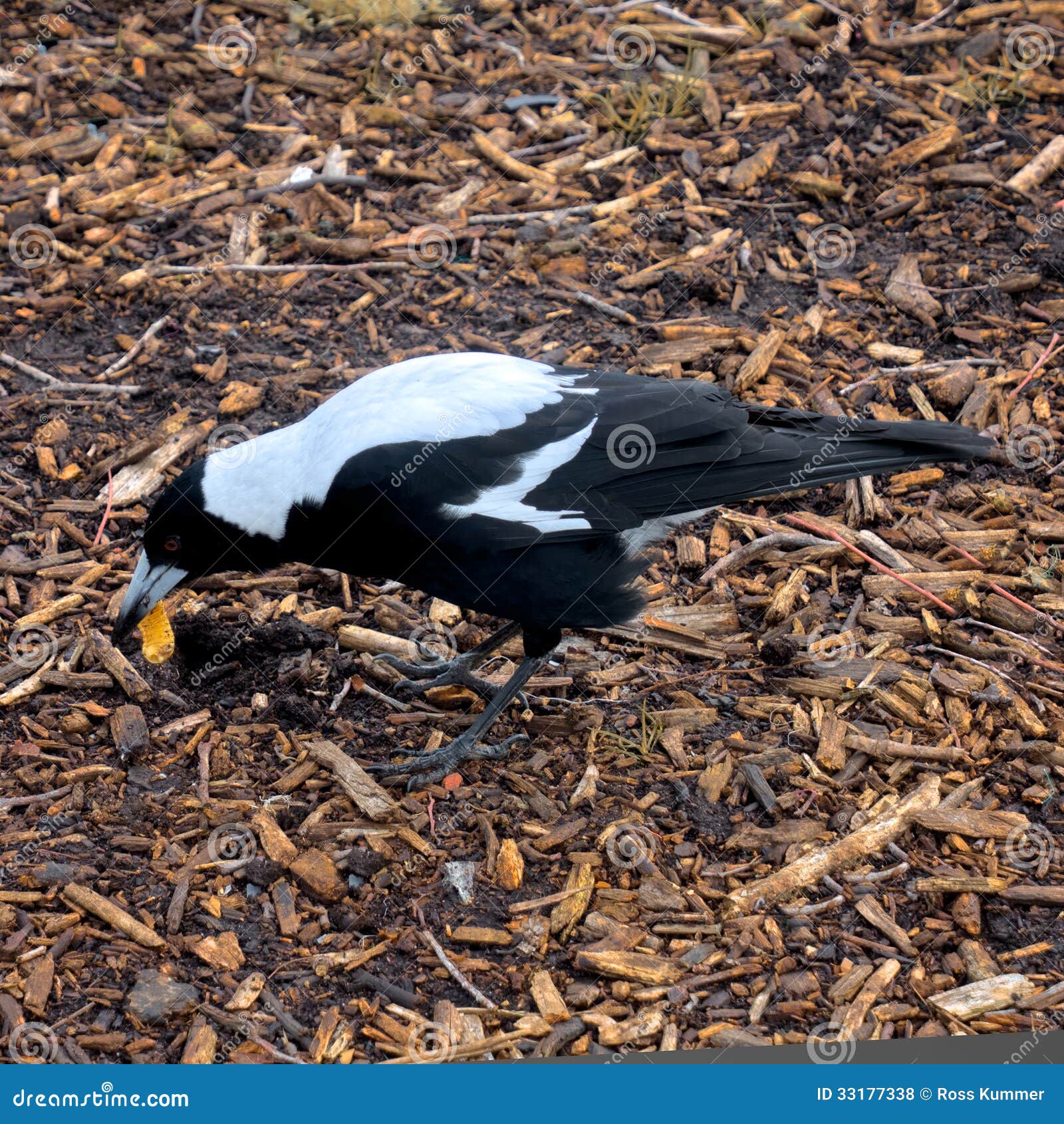 Magpie breakfast stock photo. Image of listening, shiny - 33177338