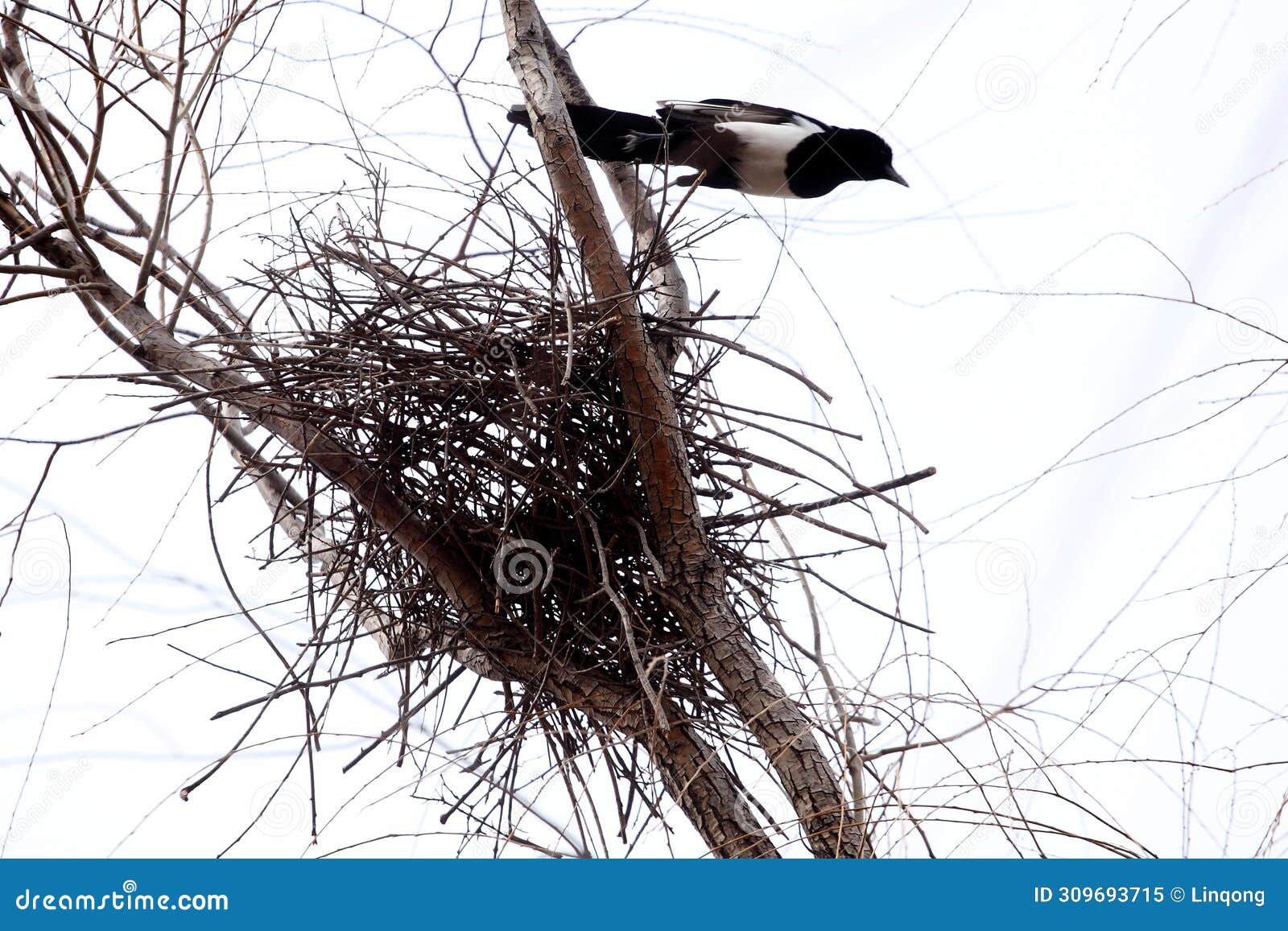 Magpie is Busy Building a Nest in a Tree. Stock Image - Image of ...
