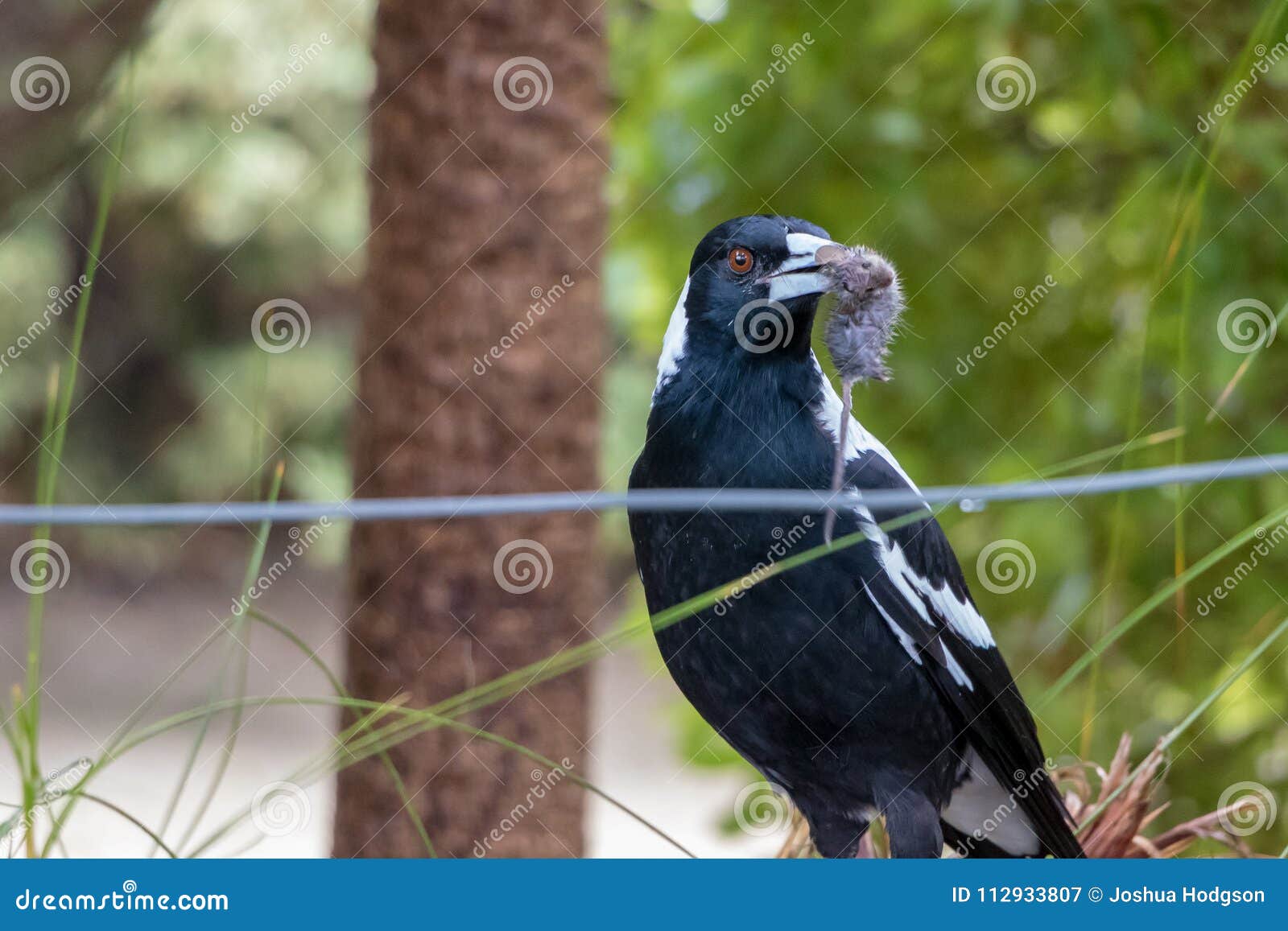 Magpie Catches Mouse stock image. Image of eats, black - 112933807