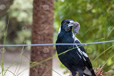 Magpie Catches Mouse stock image. Image of eats, black - 112933807
