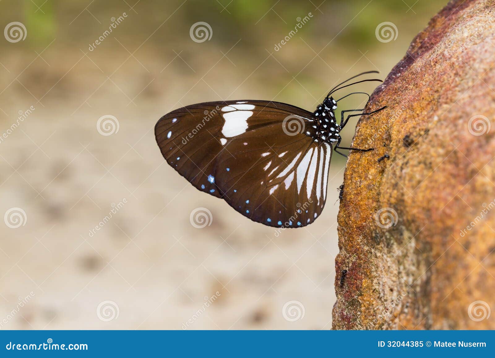 Magpie Crow Eats Food. Feathered Fauna Royalty-Free Stock Photography ...