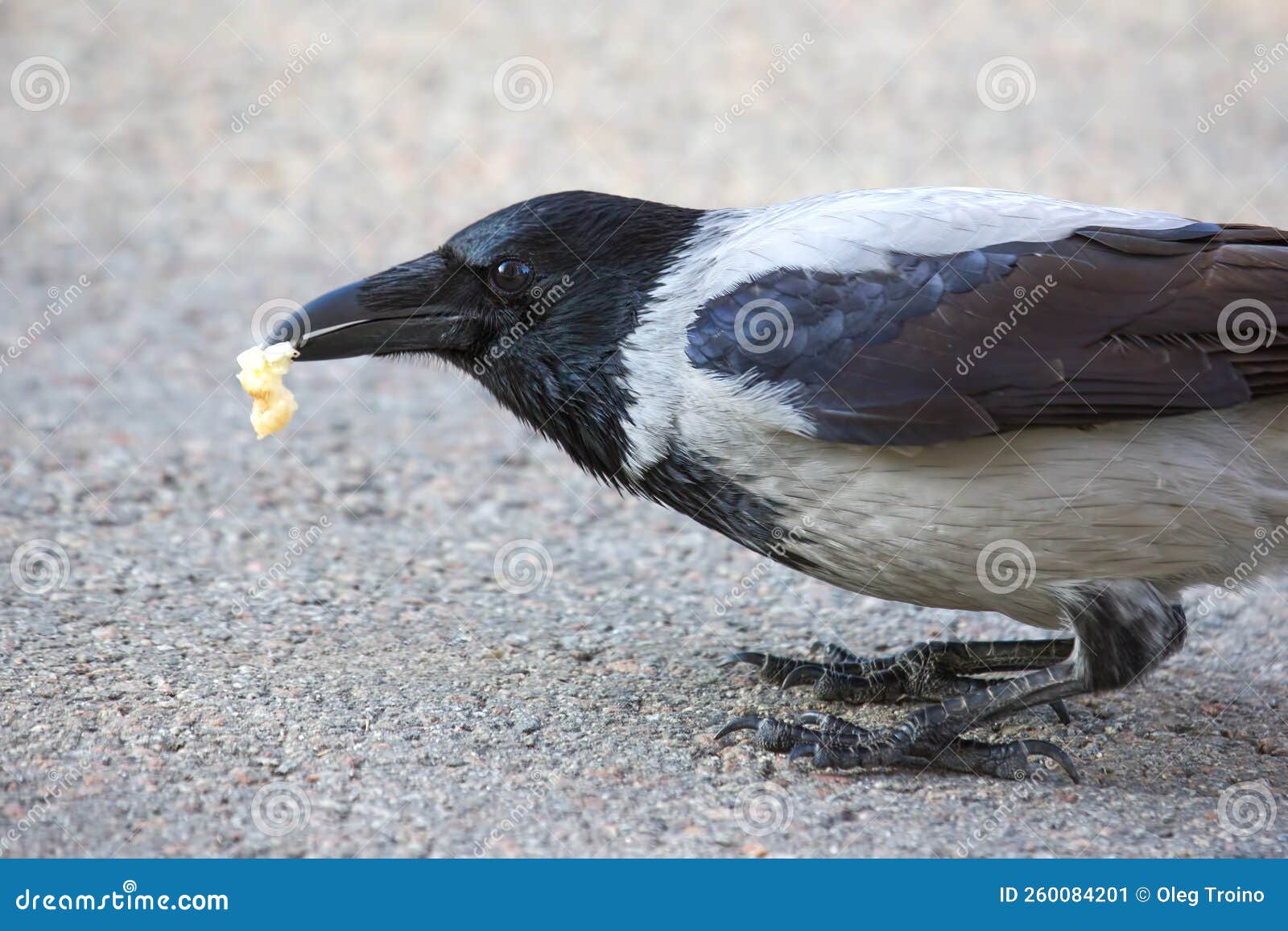 Magpie Crow Eats Food. Feathered Fauna Royalty-Free Stock Photography ...
