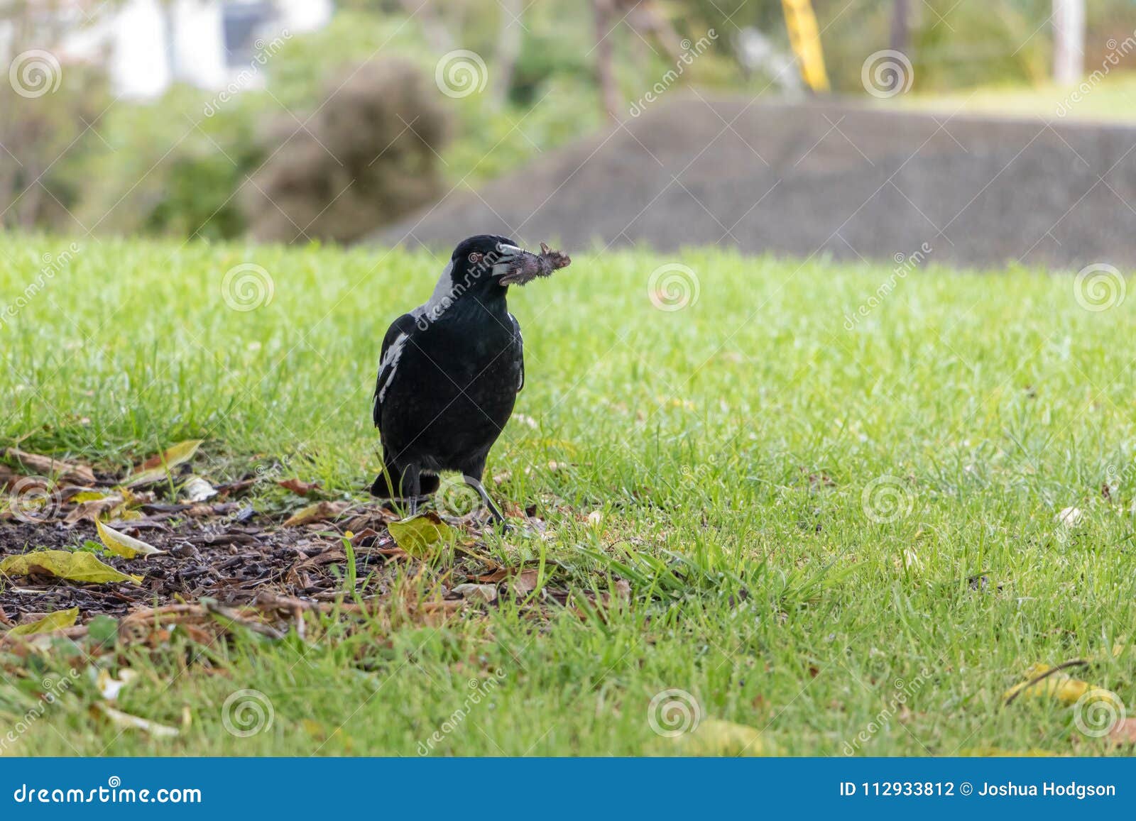 Magpie Eating Mouse stock photo. Image of fence, cracticus - 112933812
