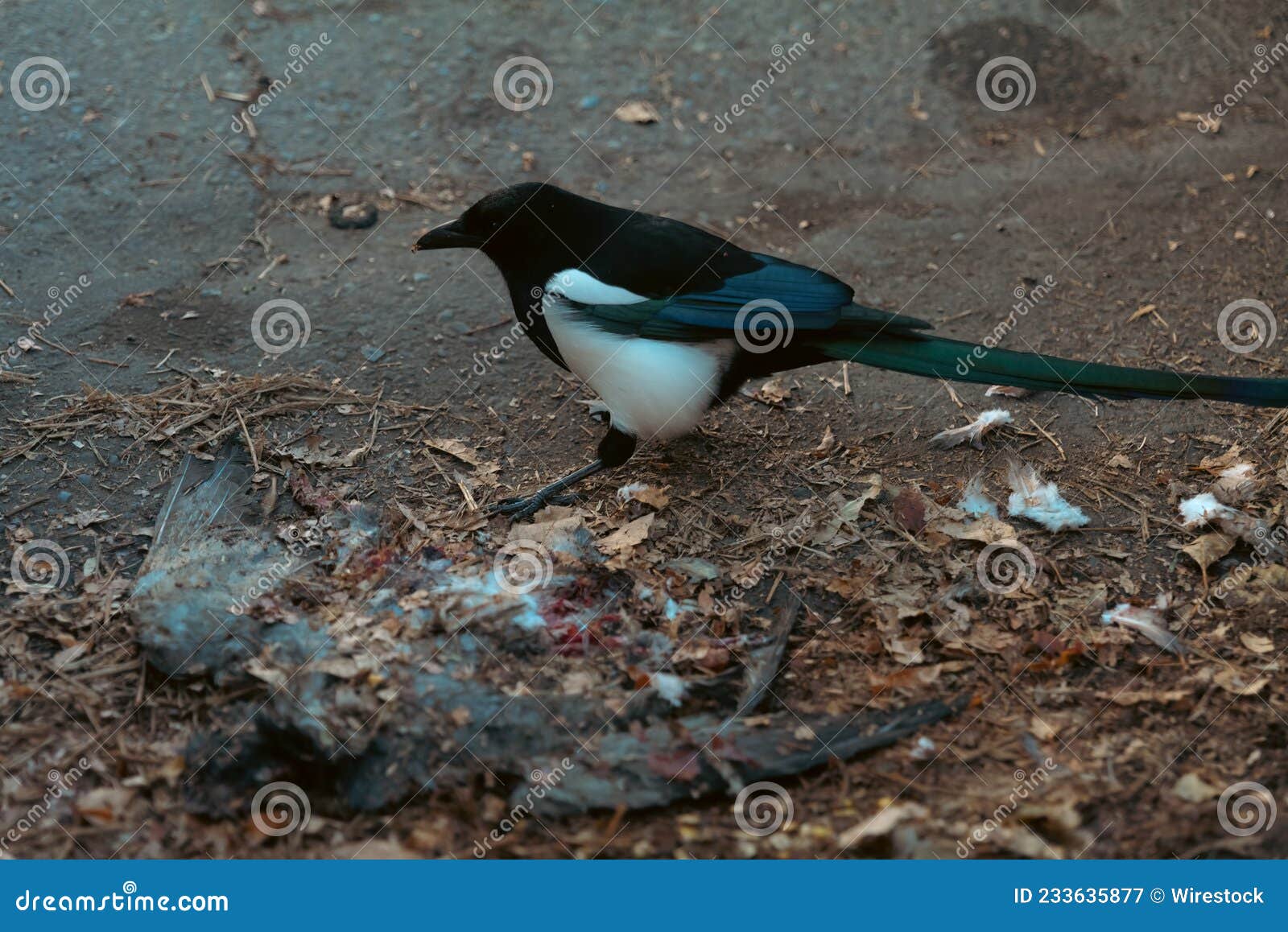 Magpie eats a dead bird stock image. Image of dead, cannibal - 233635877