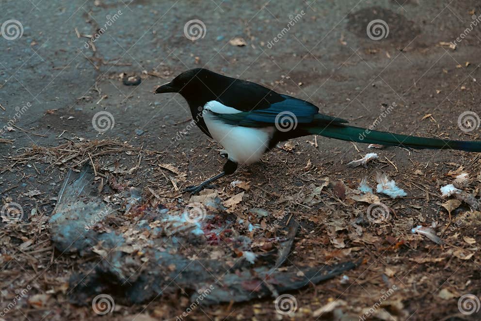 Magpie eats a dead bird stock image. Image of dead, cannibal - 233635877