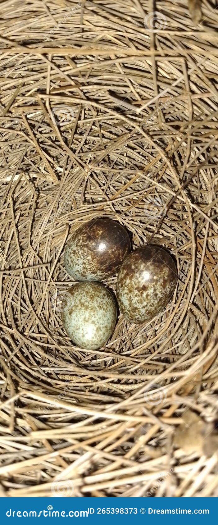 Magpie eggs on the nest stock image. Image of wood, iron - 265398373
