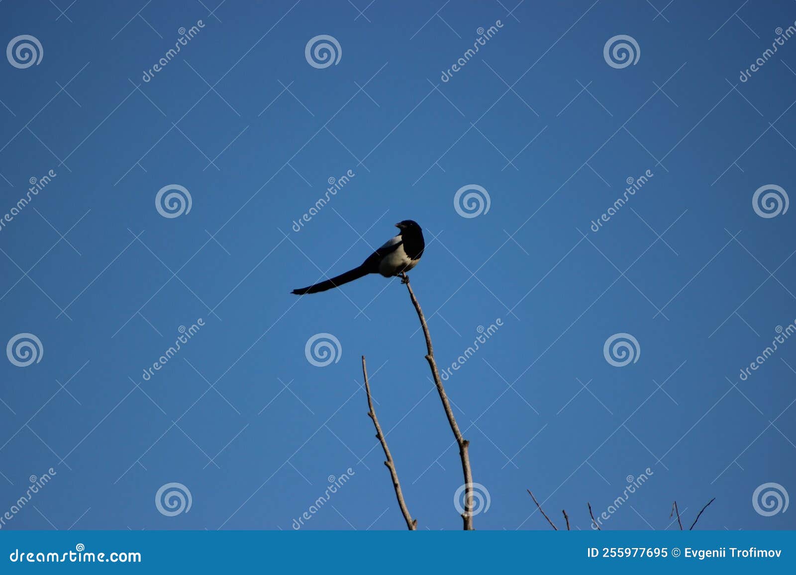 Magpie on an empty tree stock image. Image of waiting - 255977695