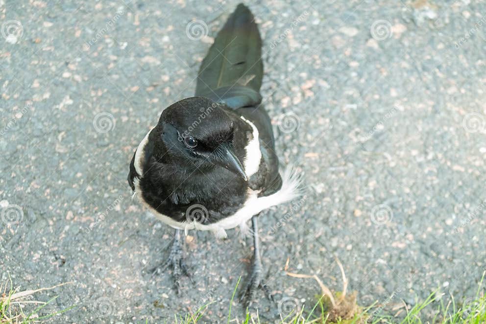 Magpie stock photo. Image of pest, colorful, birdwatching - 188510294