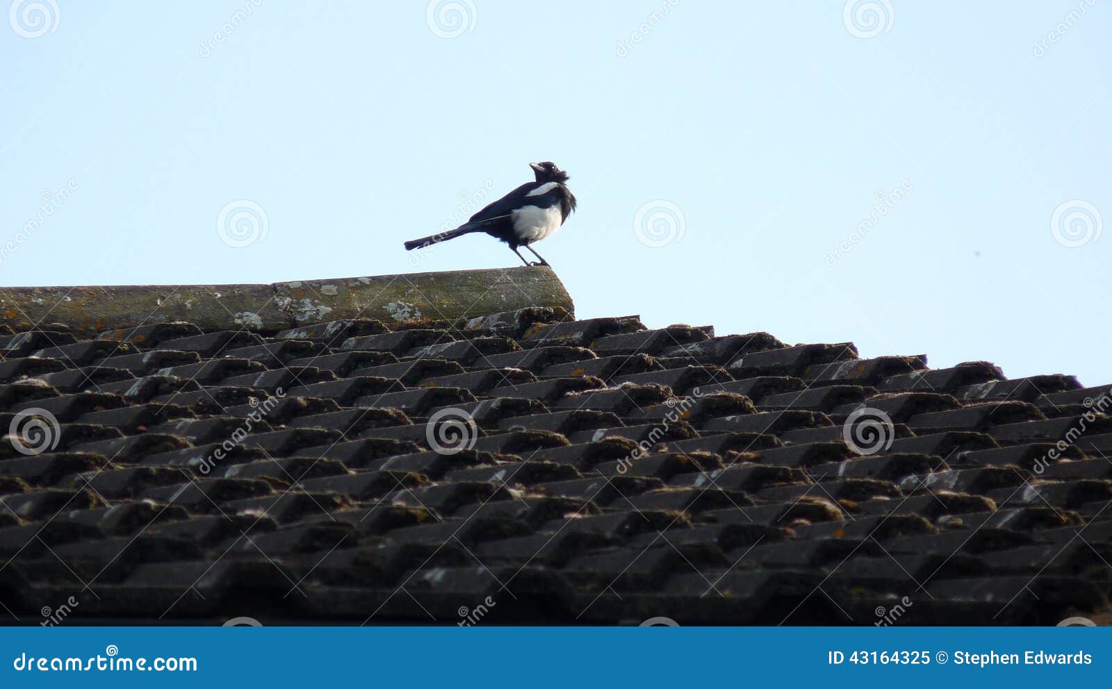 Magpie stock image. Image of white, color, black, bird - 43164325