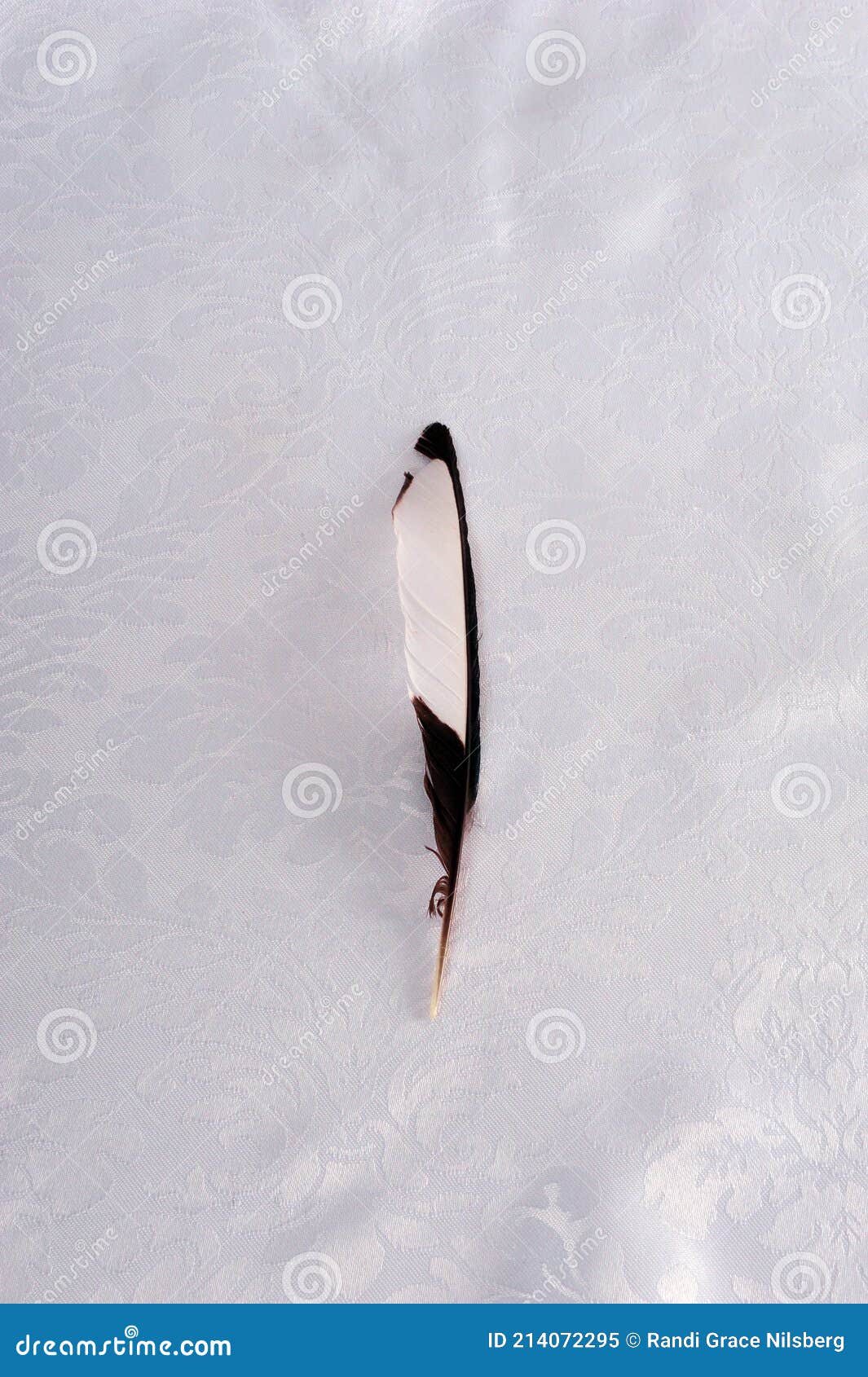 Magpie Feather stock image. Image of nature, natural - 214072295
