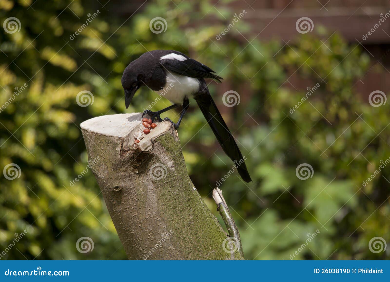 Magpie feeding stock photo. Image of garden, seed, cheeky - 26038190